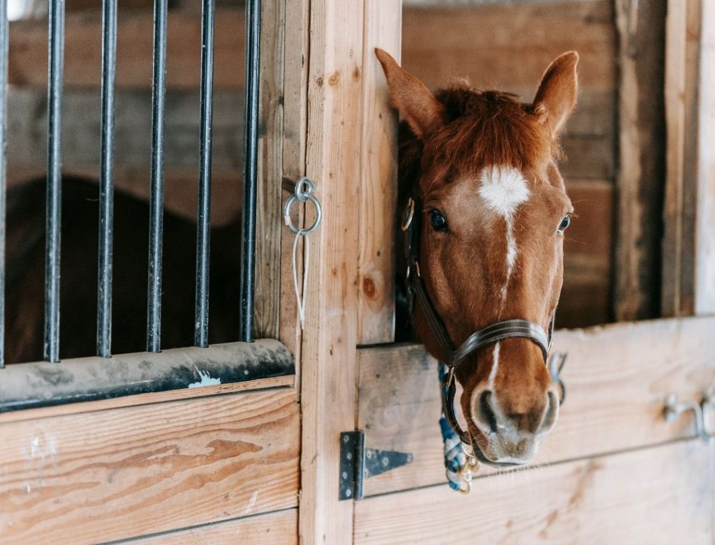 Nuevos Boxes para Caballos | Agrobroker